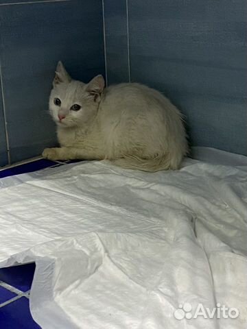 Котёнок 3 месяца Белый мальчик