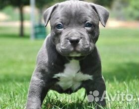 Помесь питбуля и дворьтерьера