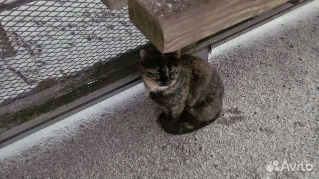 Стерилиз.кошечку-трехцв.счастье- 1,5 лет-в семью