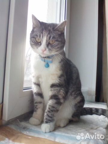 Кошка Дашка