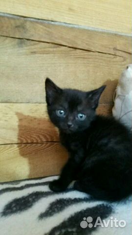 Отдам котенка