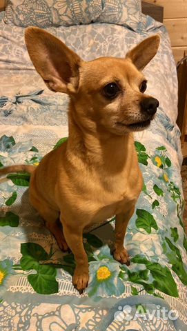 Тойтерьер в добрые руки