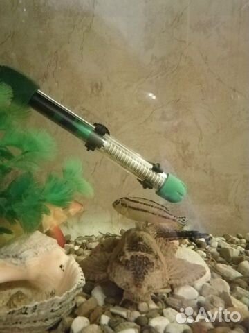 Цихлиды, Боция клоун