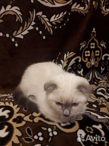Кошка