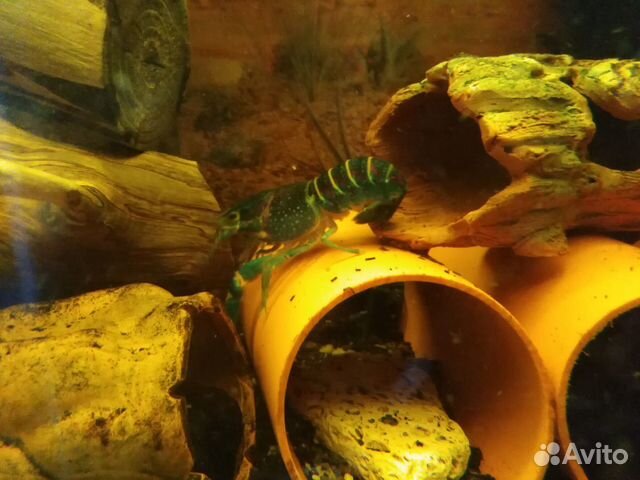 Австралийские раки аккр