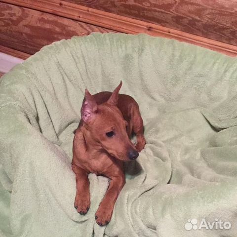 Щенок подросток цвергпинчер