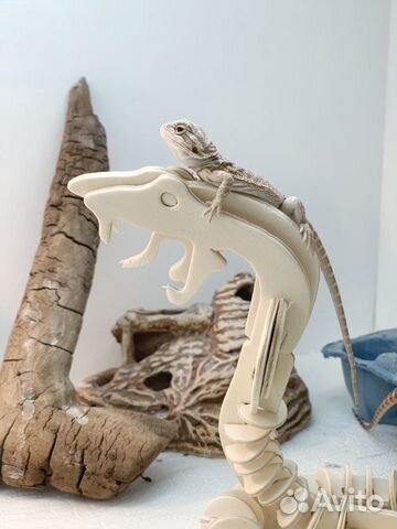 Бородатая агама от AgamaPapa