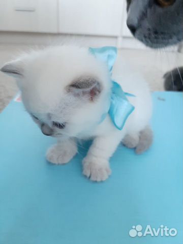 Котята шотландцы чистокровные