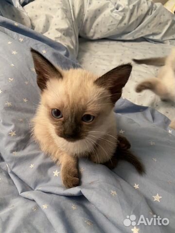 Тайские котята