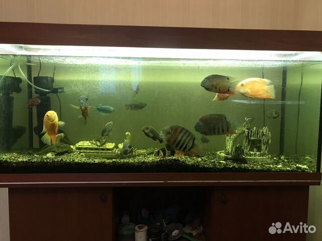 Аквариум 320 л. с тумбой и населением