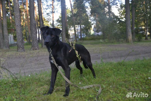 Ищет дом шикарный пес Джаз