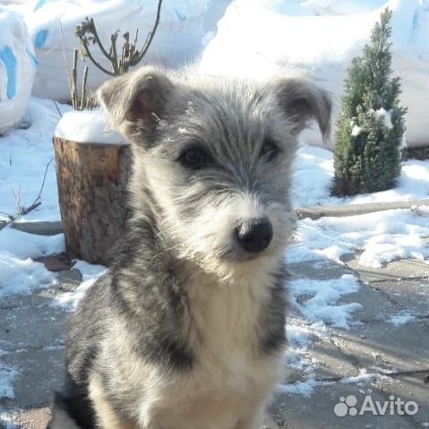 Девочка в добрые руки