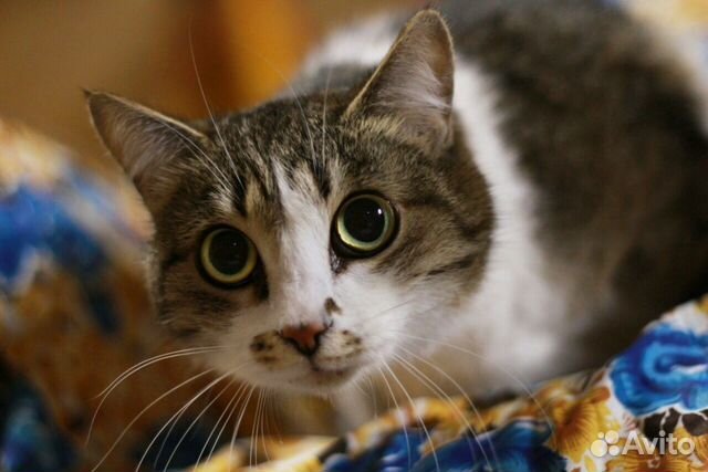 Кошка Вита, ваша любовь, 1.5 года