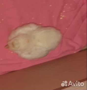 Отдам цыплёнка бесплатно