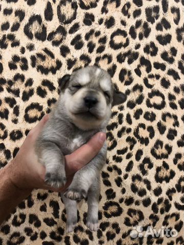 Отдам в добрые руки Хаски