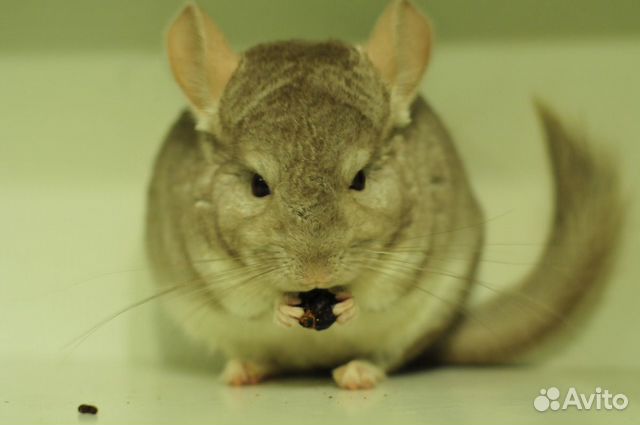 Шиншиллята носители ангоры и голдбара