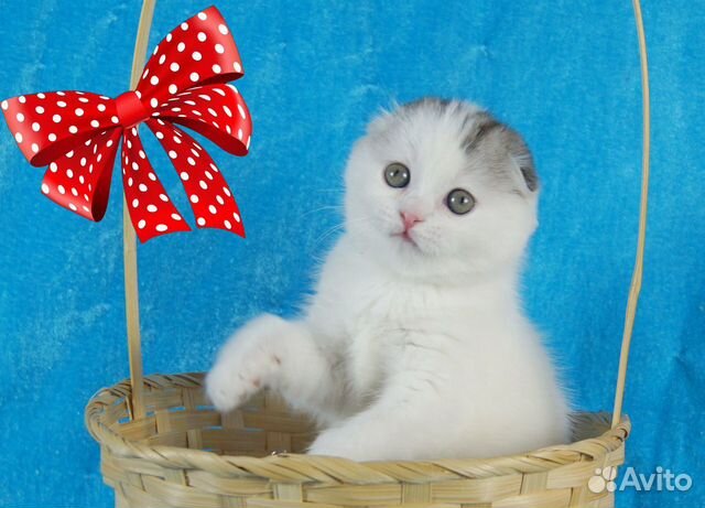 Ласковый котенок скоттиш фолд