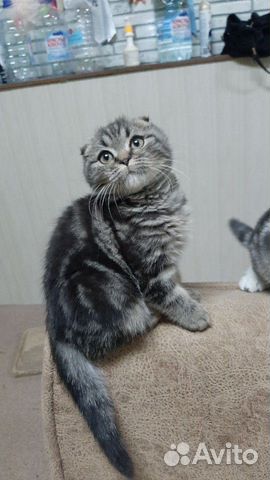 Шотландский котенок короткошорстый вислоухий