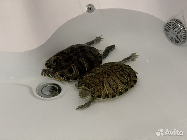 Красноухие черепахи