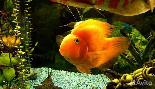 Сом и попугай