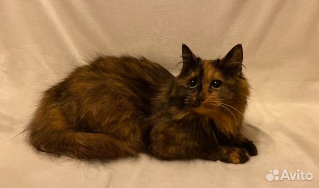 Кошечка Веснушка в добрые руки