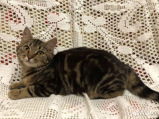 Лика-миниатюрная кошечка 7 месяцев ищет дом