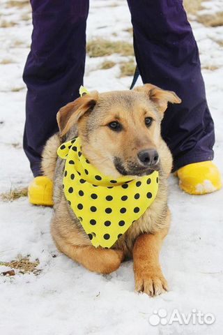 Щенок Бруно ищет добрые руки