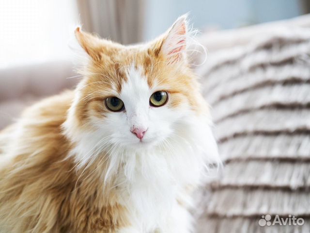 Котенок мальчик