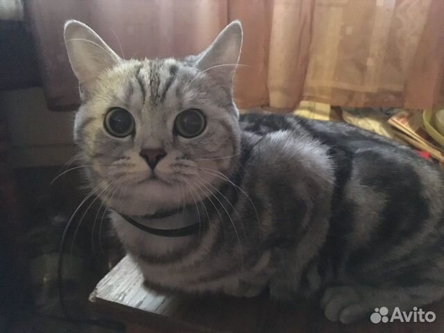 Британская кошечка ищет жениха