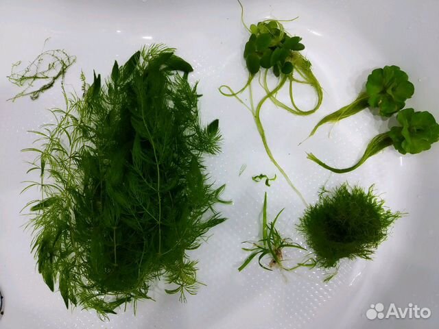 Свежая прополка для аквариума