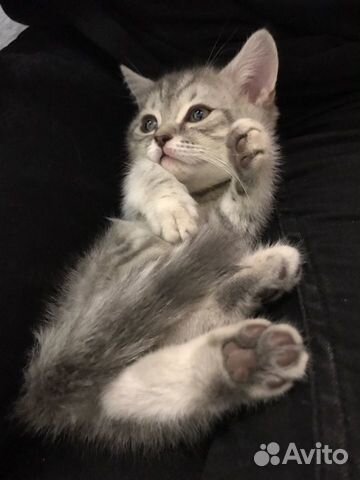 Продаю котёнок британец 2 месяца