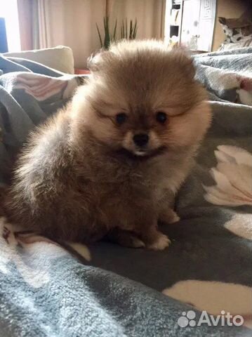 Красивый и очень нежный мальчик шпиц