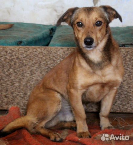 Кобель Рэд в добрые руки