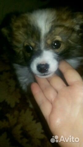 Отдаётся щеночек девочка два месяца в добрые ручки