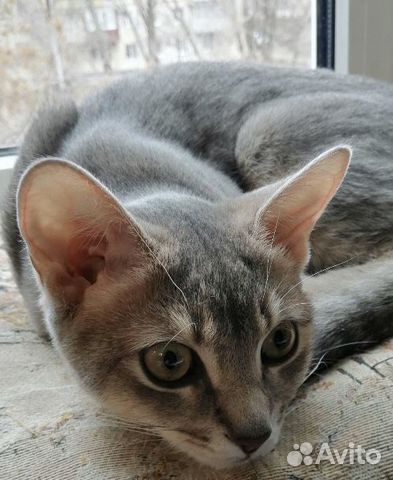 Абиссинская кошка