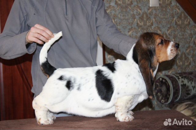 Щенки бассет-хаунда из питомника Везувий