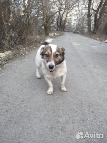 Ищет дом мелкая собачка Ванда