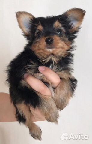 Йоркширский терьер мини мальчик