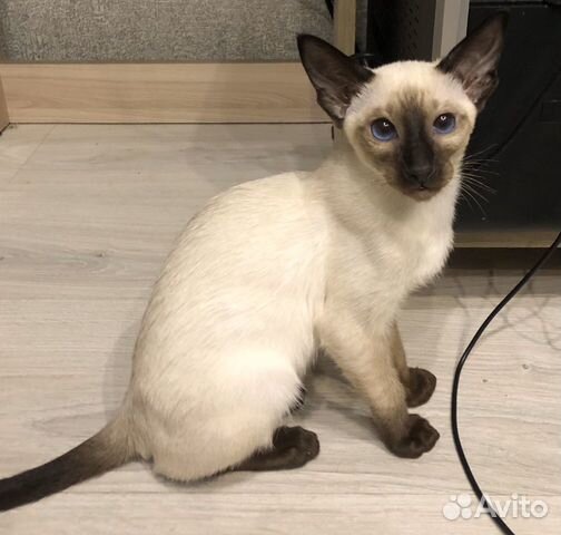 Ориентальные кошечки