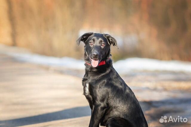 Зара в добрые руки