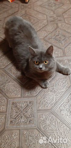 Кошка