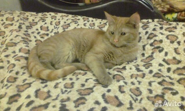 Кошка в добрые руки