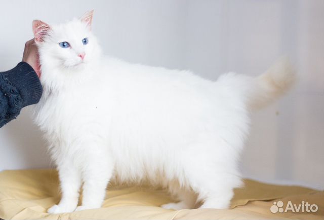 Кот ищет дом