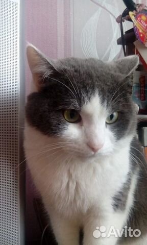 Кот Василий