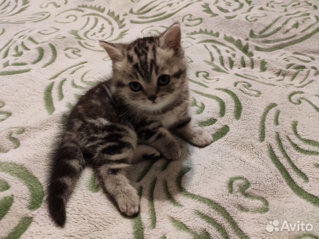Шотландский котёнок
