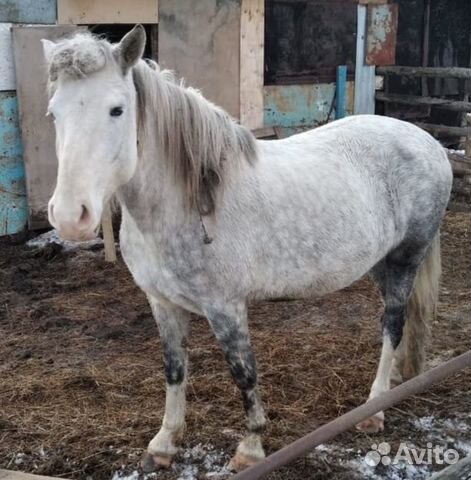 Лошадь