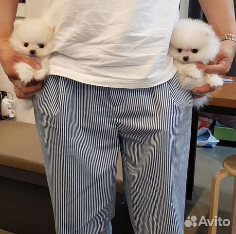 Супер шпиц медвежонок