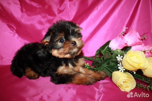 Кукольная девочка йорочка 2 мес