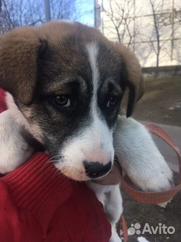 Собака