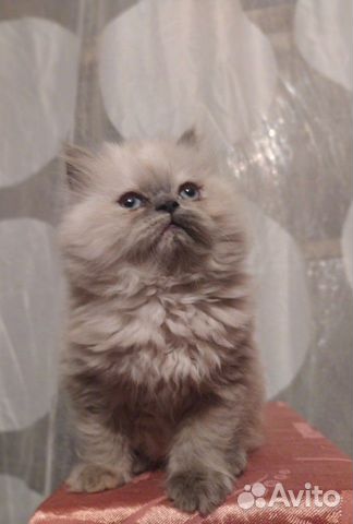 Персидская